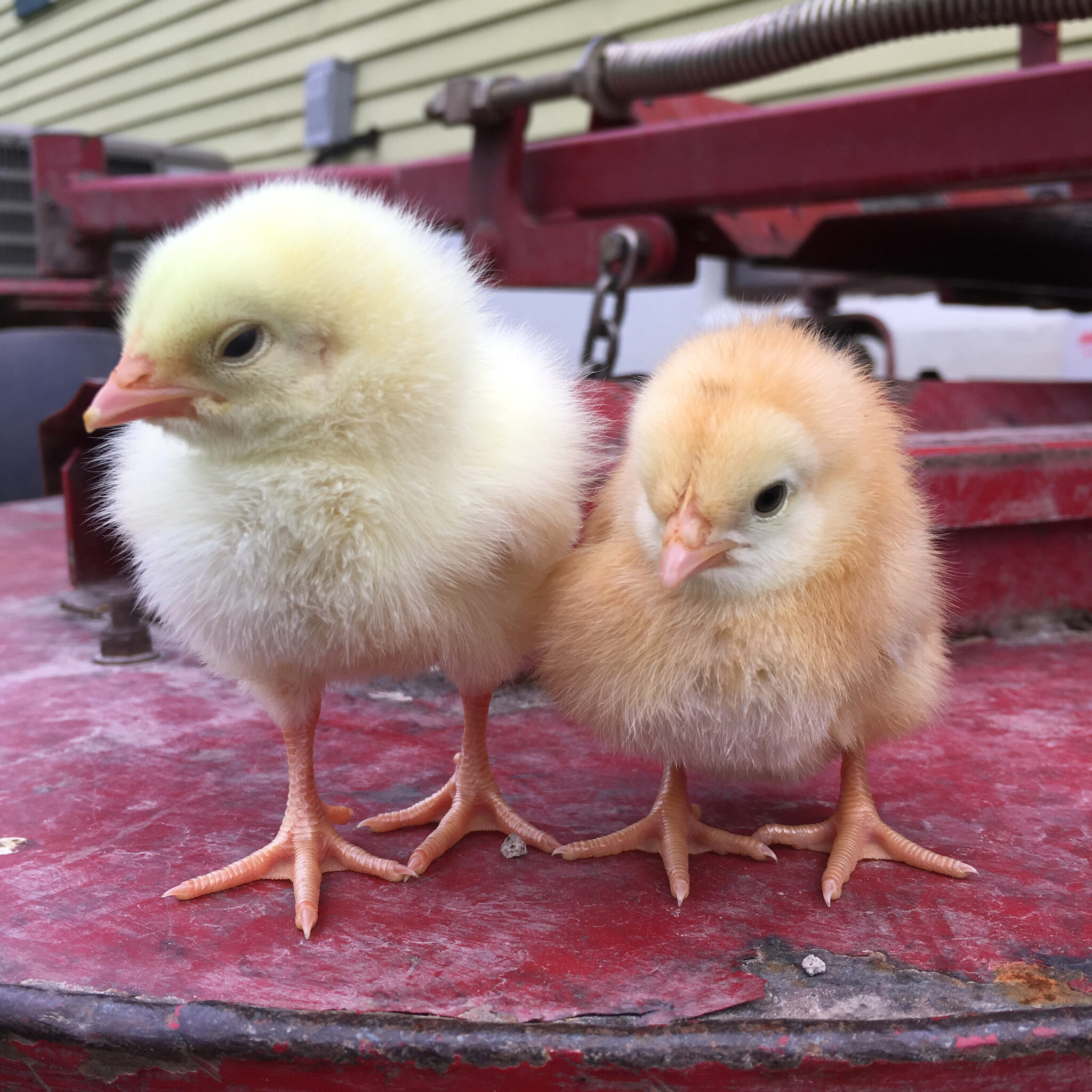 Cornish Cross Chickens vs Red Ranger Chickens - Backyard Poultry